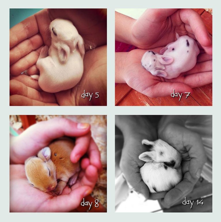 6 Little Bunnies | Small Potatoes