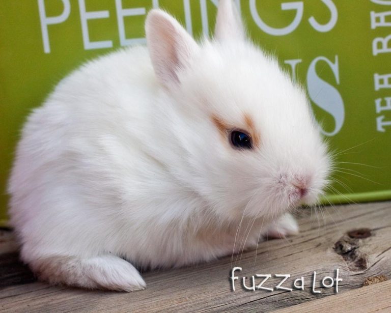 6 Little Bunnies | Small Potatoes