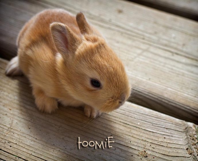 6 Little Bunnies | Small Potatoes