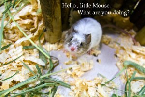 The Little Mouse, The Red Ripe Strawberry, and The Big Hungry Bear…A ...